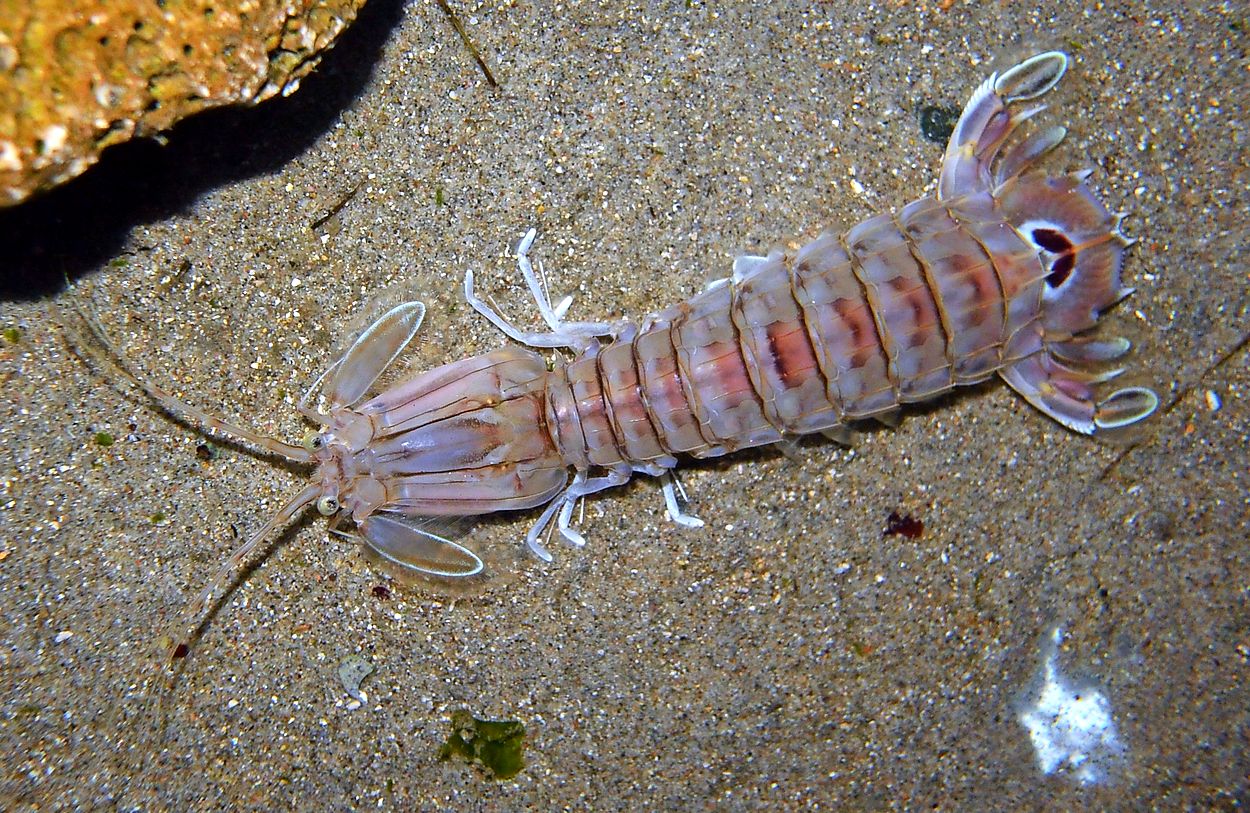 Brezglava ljubezen - Primorske novice