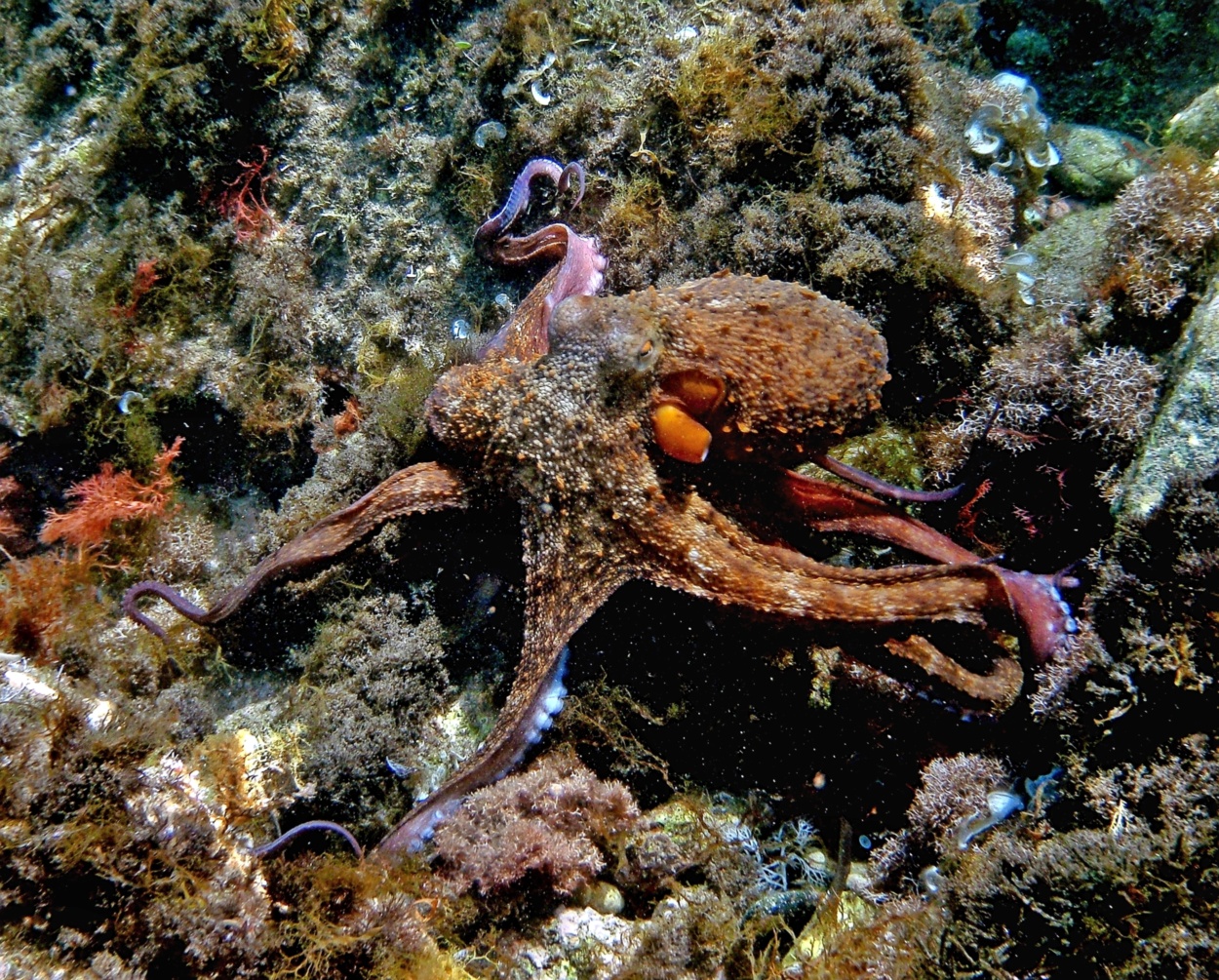 Genialke brez hrbtenice - Primorske novice