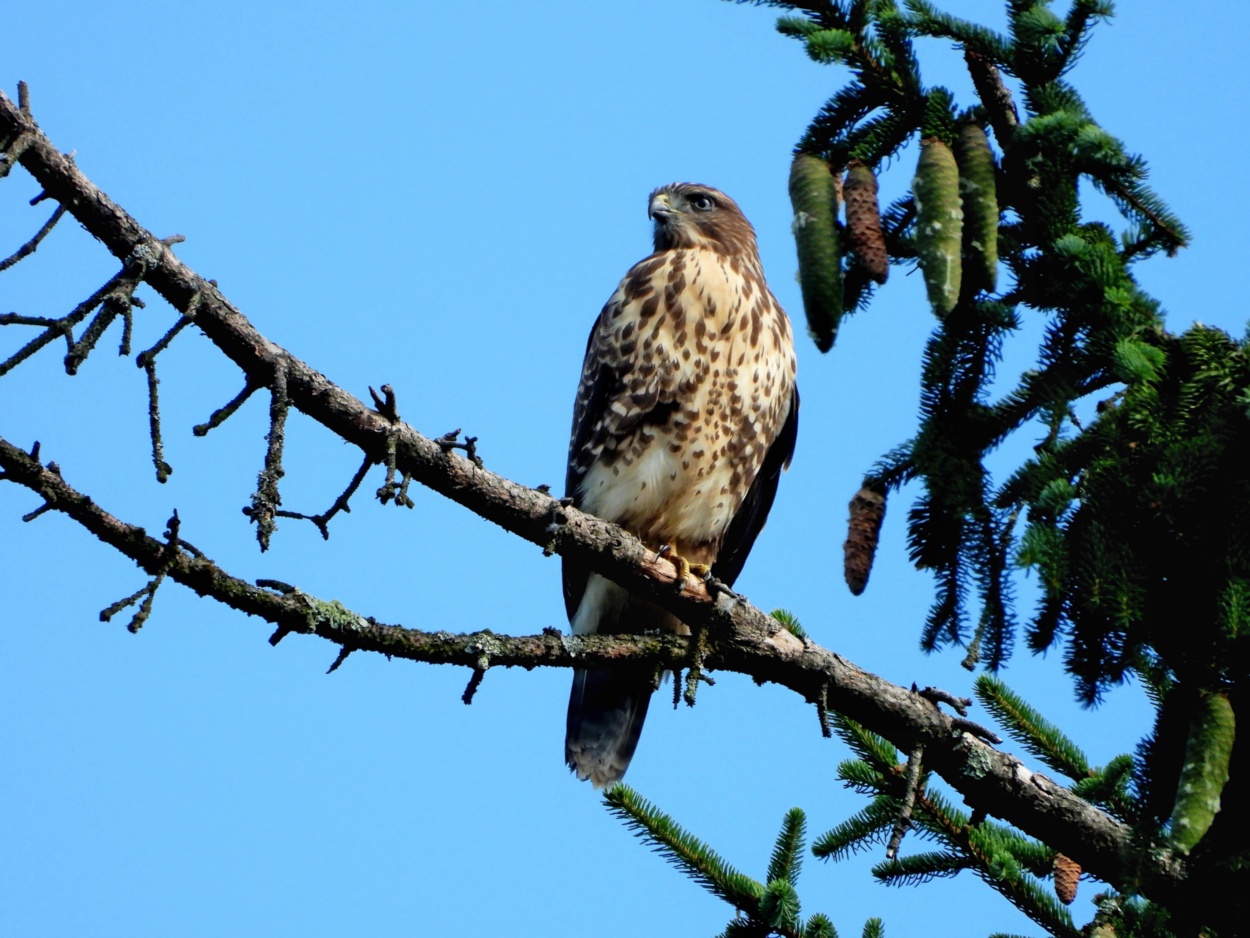 Ko zajadra kanja - Primorske novice