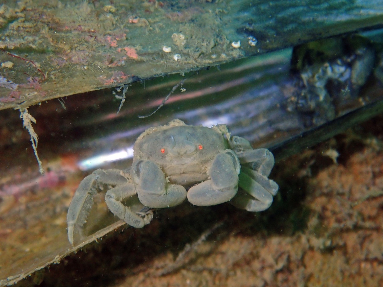 Stražarji leščurjev - Primorske novice