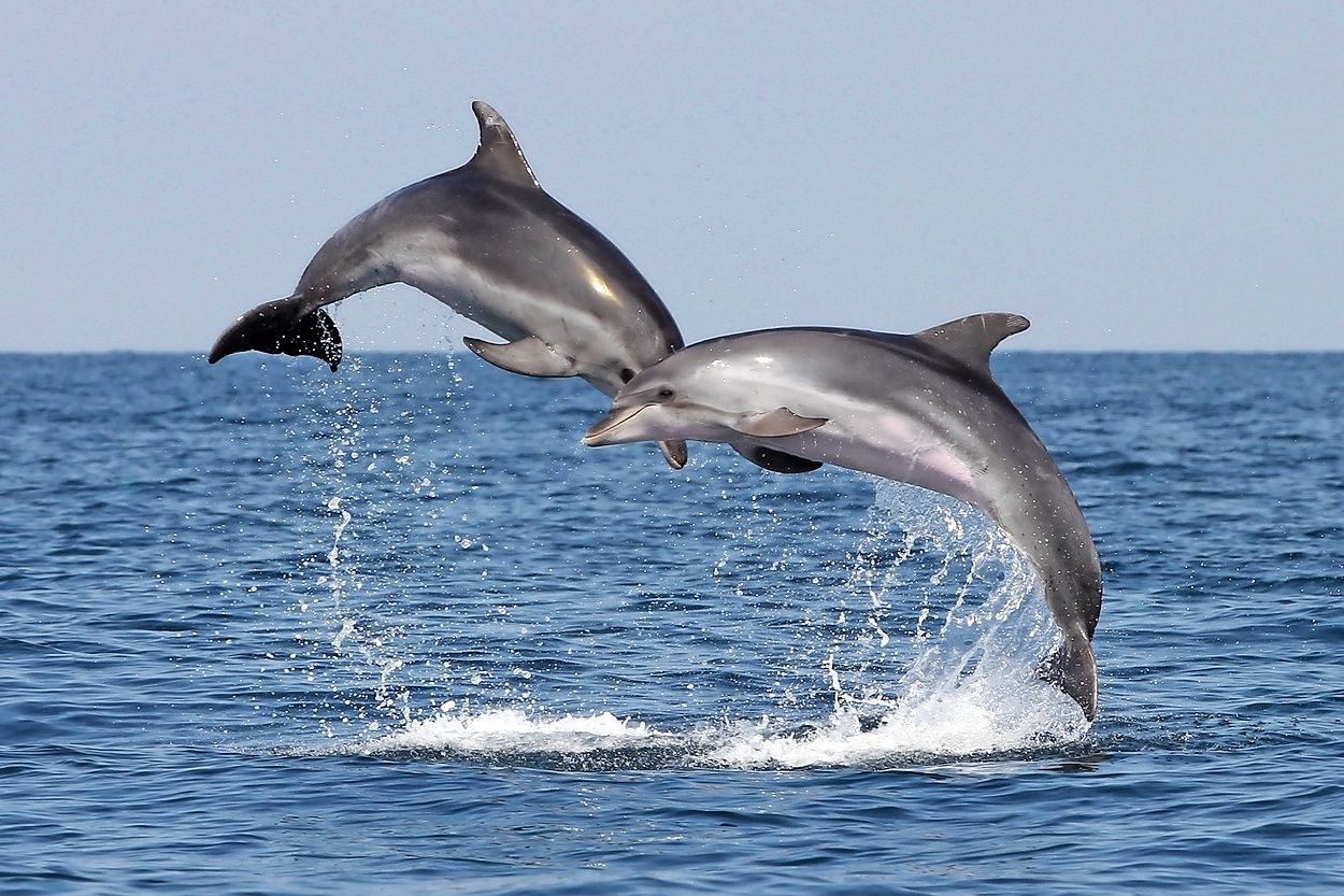 Delfini imajo najboljše prijatelje - Primorske novice