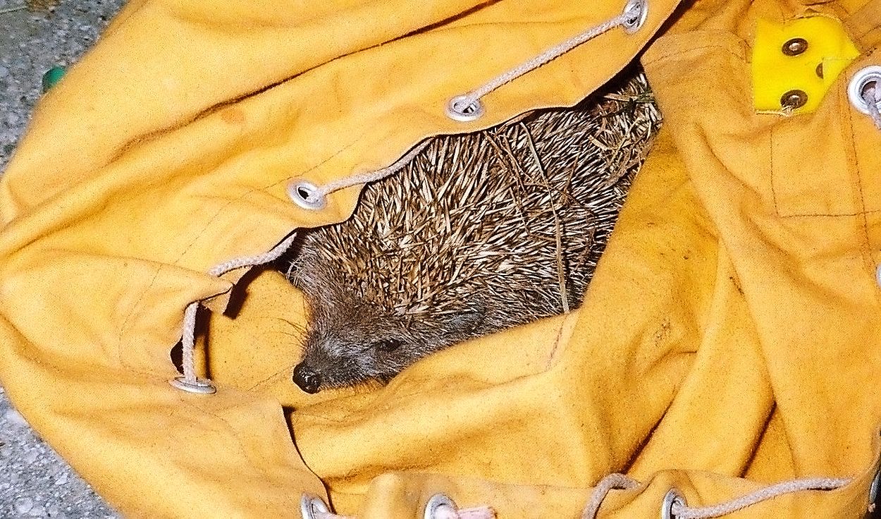 Nemška policija reševala pijana ježa - Primorske novice