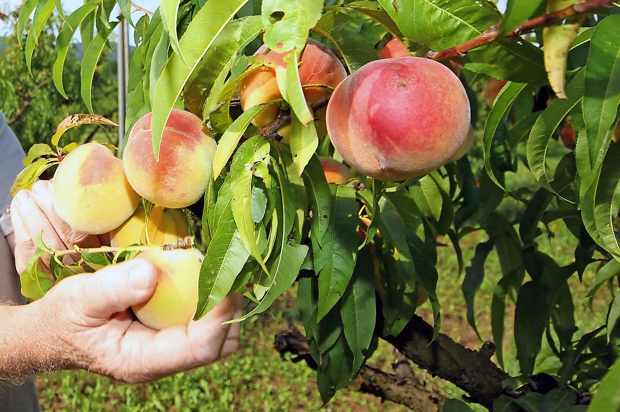 Fructal želi odkupiti vse breskve iz Vipavske doline - Primorske novice
