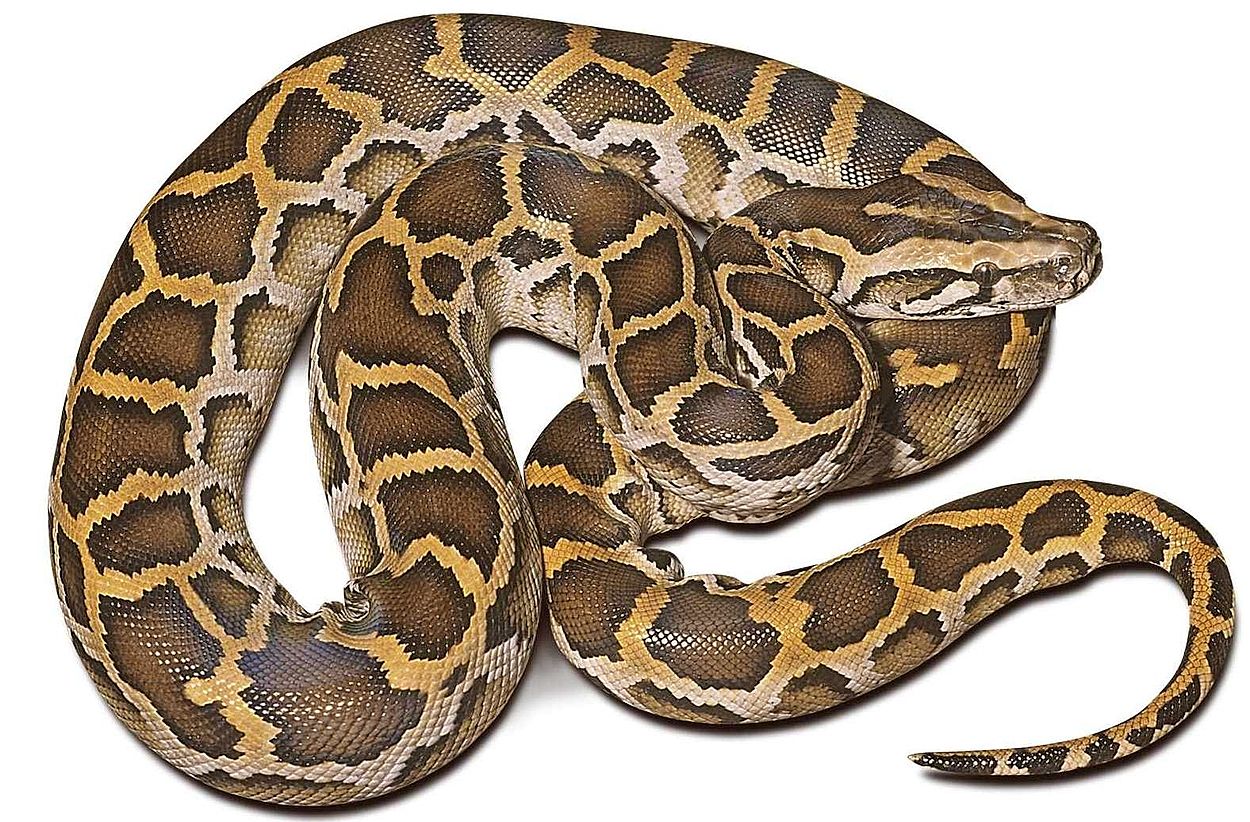 Po treh dneh našli pobeglega pitona - Primorske novice