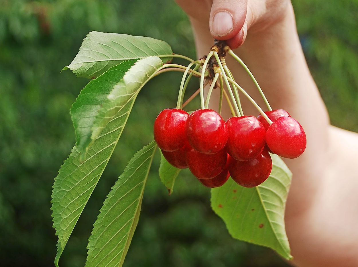 Prvih češenj v Goriških Brdih skorajda ni, za praznik češenj pa jih bo ...