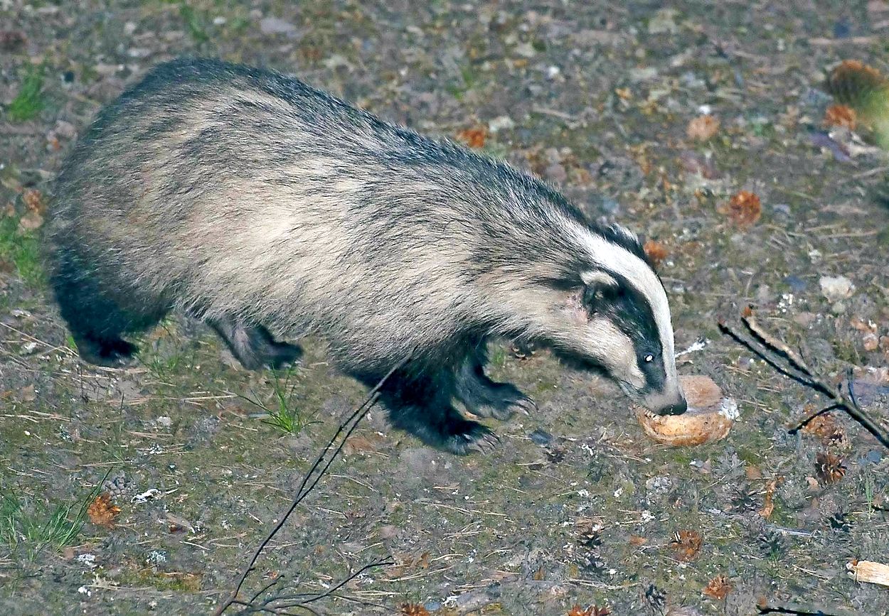 Zvita pločevina zaradi divjadi - Primorske novice