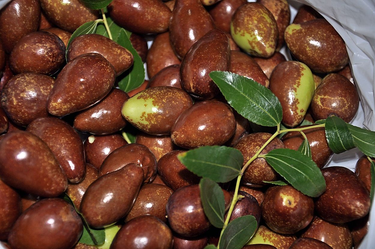 Kmalu bomo obirali žižole - Primorske novice