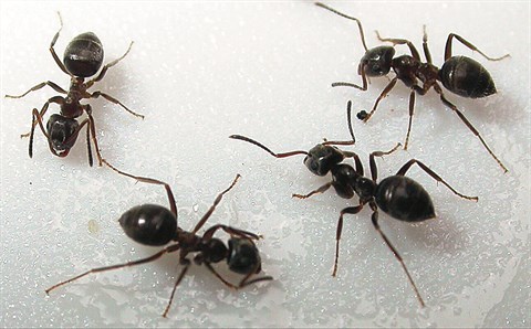 Mravlje so letošnjo pomlad že dejavne - Primorske novice