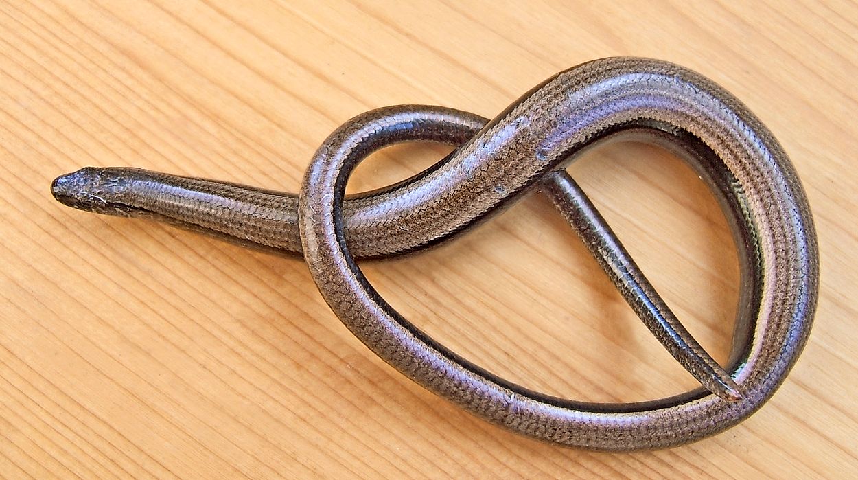 Nedolžni obiskovalec vrtov - Primorske novice