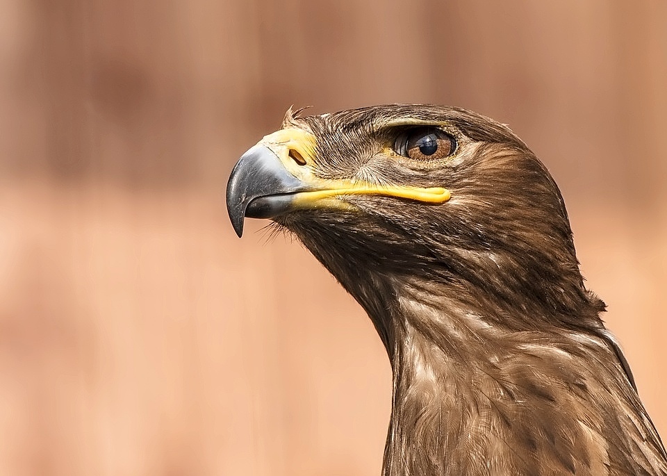 Stepski orli pri selitvi v tujino porabili ves proračun ruskih ...