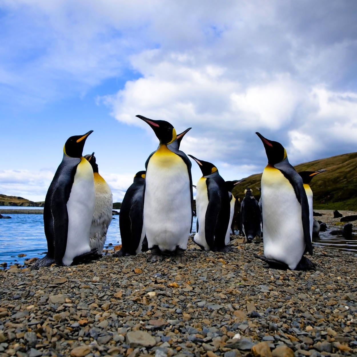 Kolonije pingvinov na Antarktiki se zaradi podnebnih sprememb drastično ...