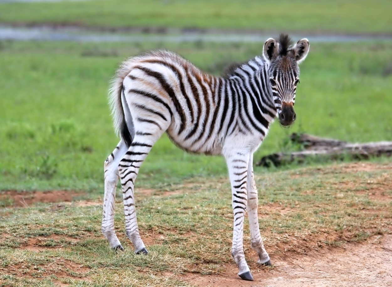 Fotografija je simbolična. Foto: Pixabay