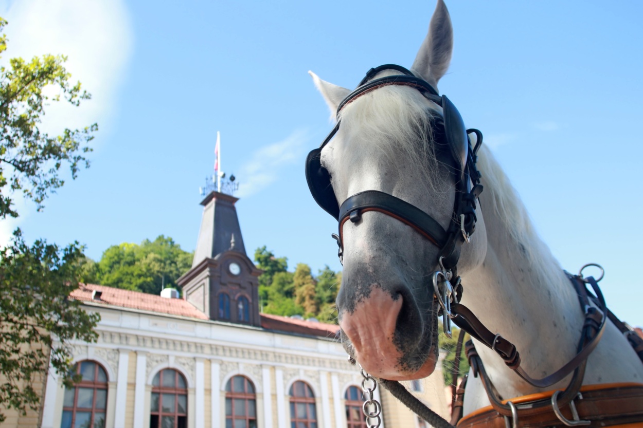 Z lipicanci brezplačno po Ljubljani - Primorske novice