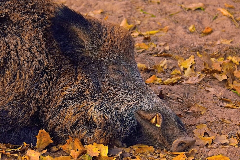 Divja svinja se je ujela v nezakonito nastavljeno past - Primorske novice