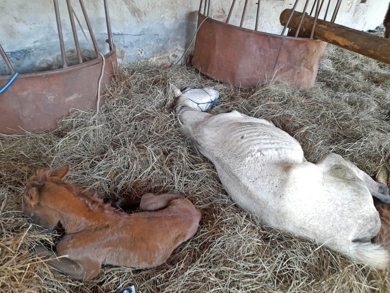 Mučenje živali v Prestranku: fotografije nastale pred prvim obiskom ...