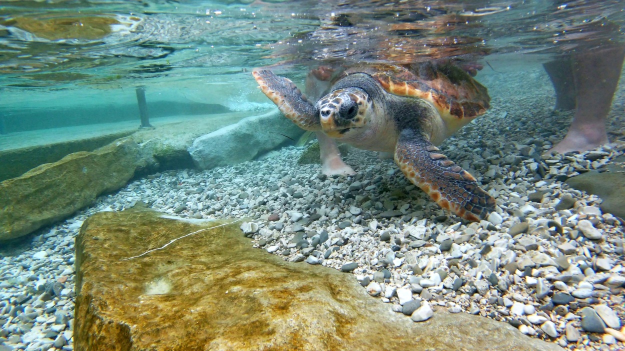 Velika želva na hrvaškem otoku Čiovo napadla več kopalcev - Primorske ...