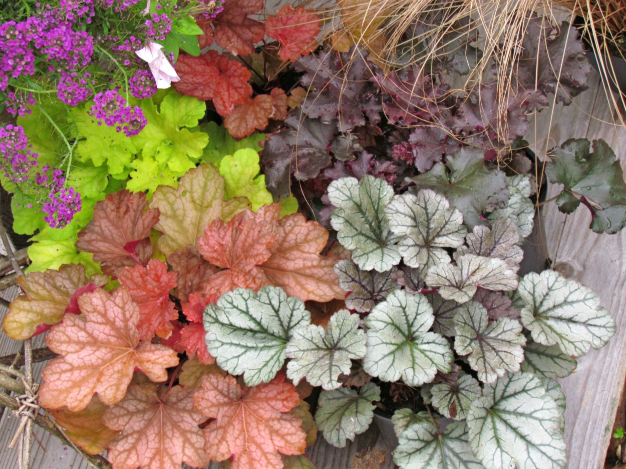 Iskrive, barvite in brezčasne hojhere - Primorske novice