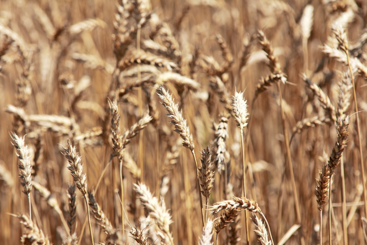 S polja v Slavoniji ukradla 35 ton pšenice - Primorske novice