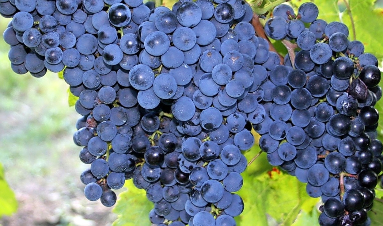 Zaradi presežka pesticidov odpoklicali črno grozdje, ki so ga jedli ...