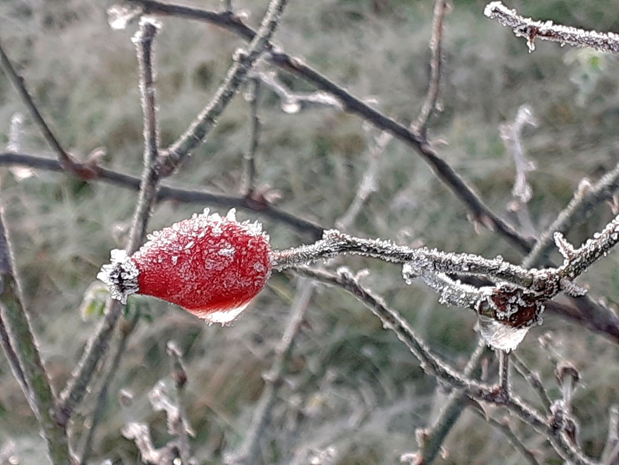 (FOTO) Zbudili smo se v prvo slano - Primorske novice