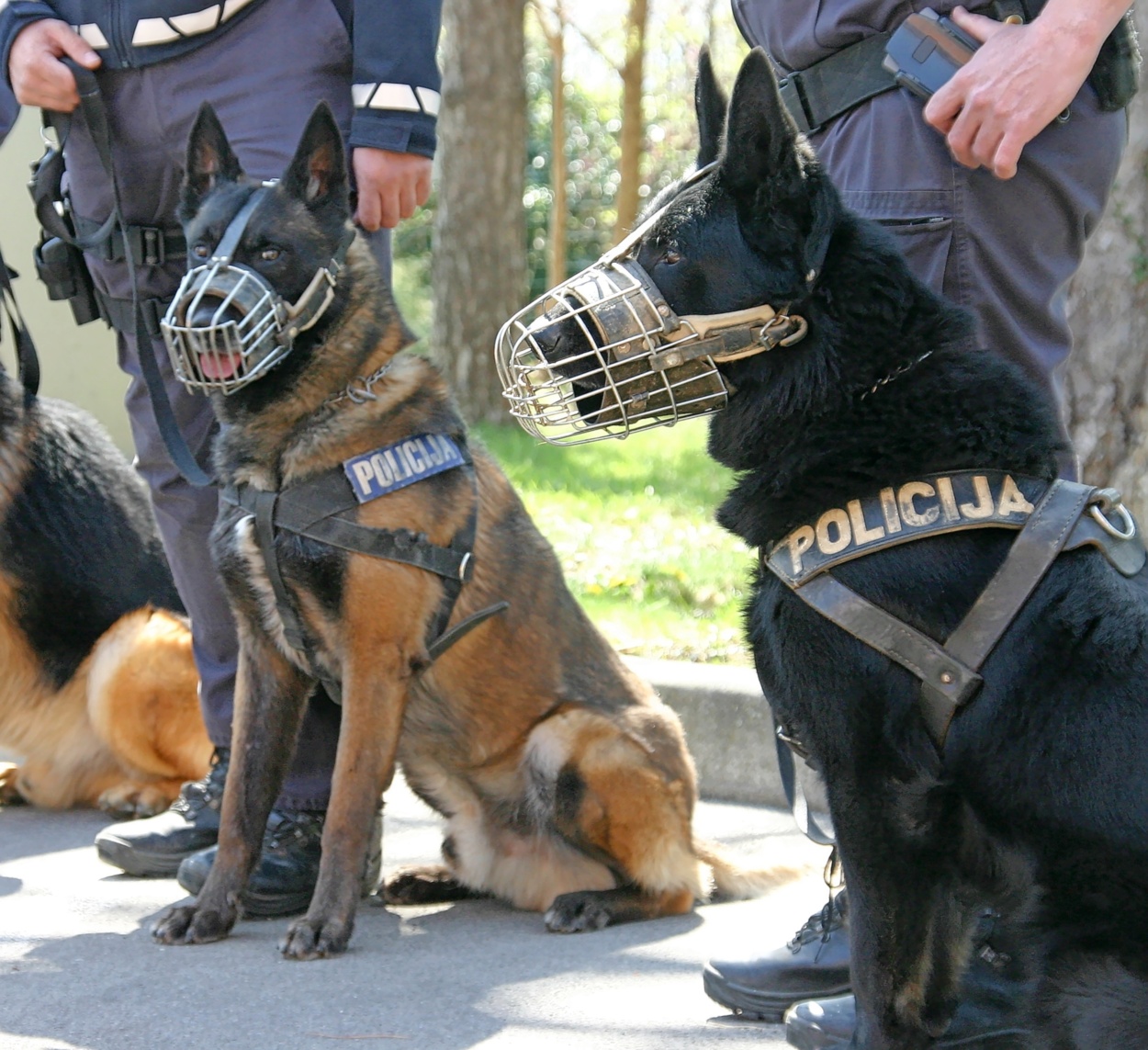 S psi so kradljivcu sledili po Kopru - Primorske novice