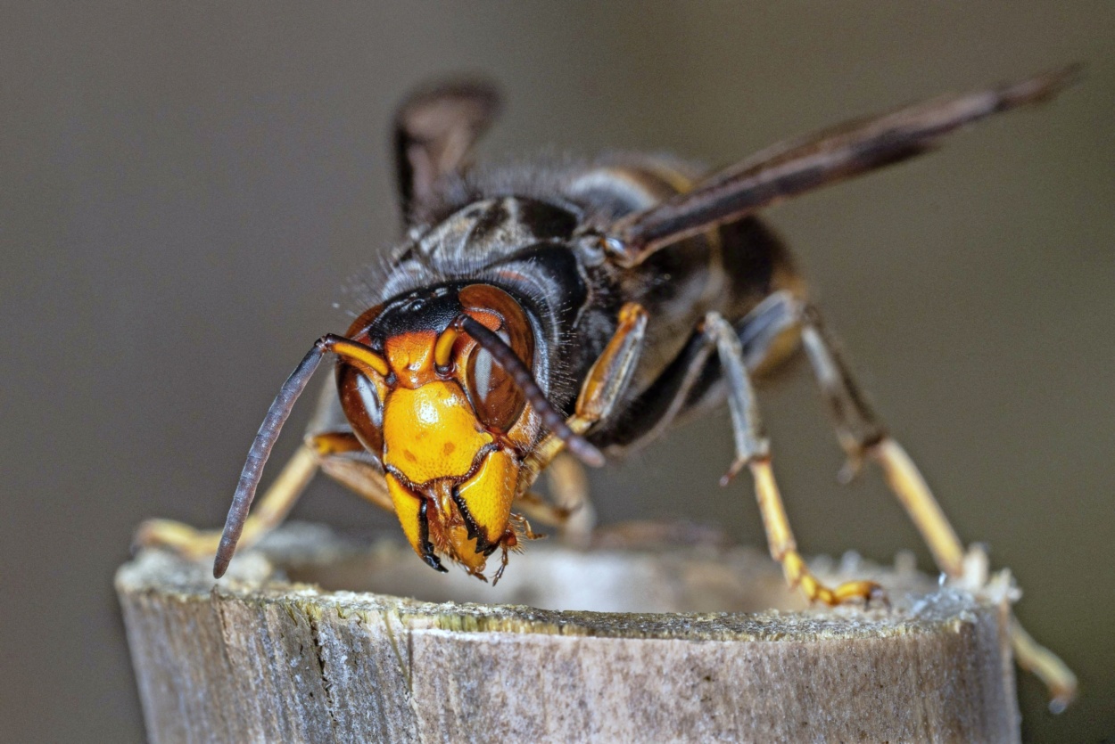 Zavod za varstvo narave opozarja: Azijski sršen se lahko kmalu pojavi ...