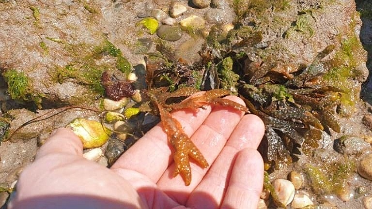 Jadranskega bračiča v Sloveniji ni več - Primorske novice