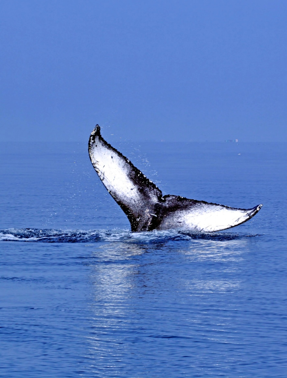 Kit grbavec ob obali Čila pogoltnil in izpljunil kajakaša (VIDEO ...