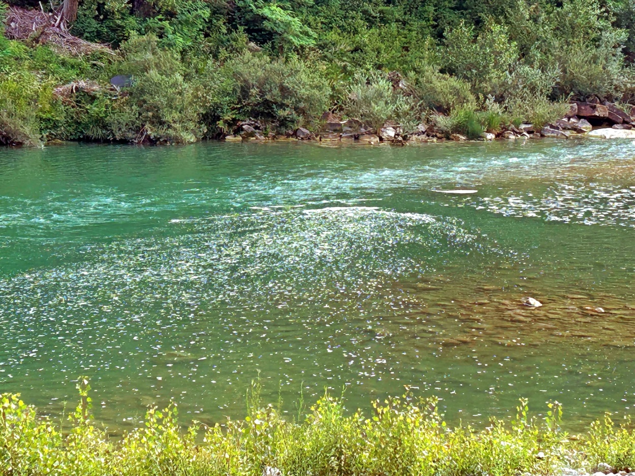 Pene v Soči ob priljubljenem kopališču so vznemirile ljudi - TIMES.si