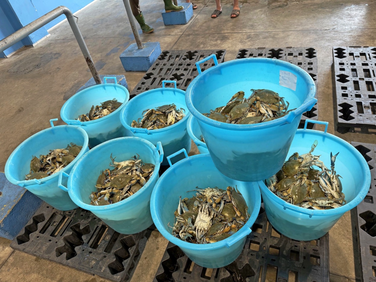 Če jih ne moreš premagati, jih pojej! - Primorske novice