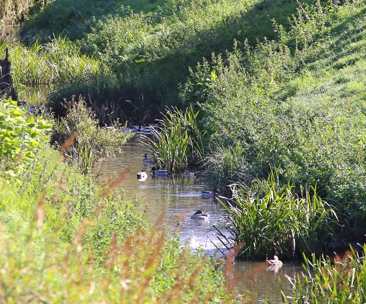 Truplo je ležalo v potoku že več mesecev - Primorske novice