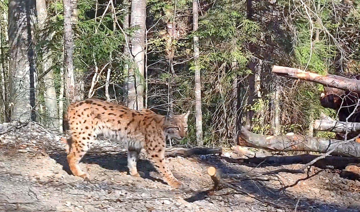Gozdar z Bistriškega je naletel na redek prizor - tričlansko risjo ...