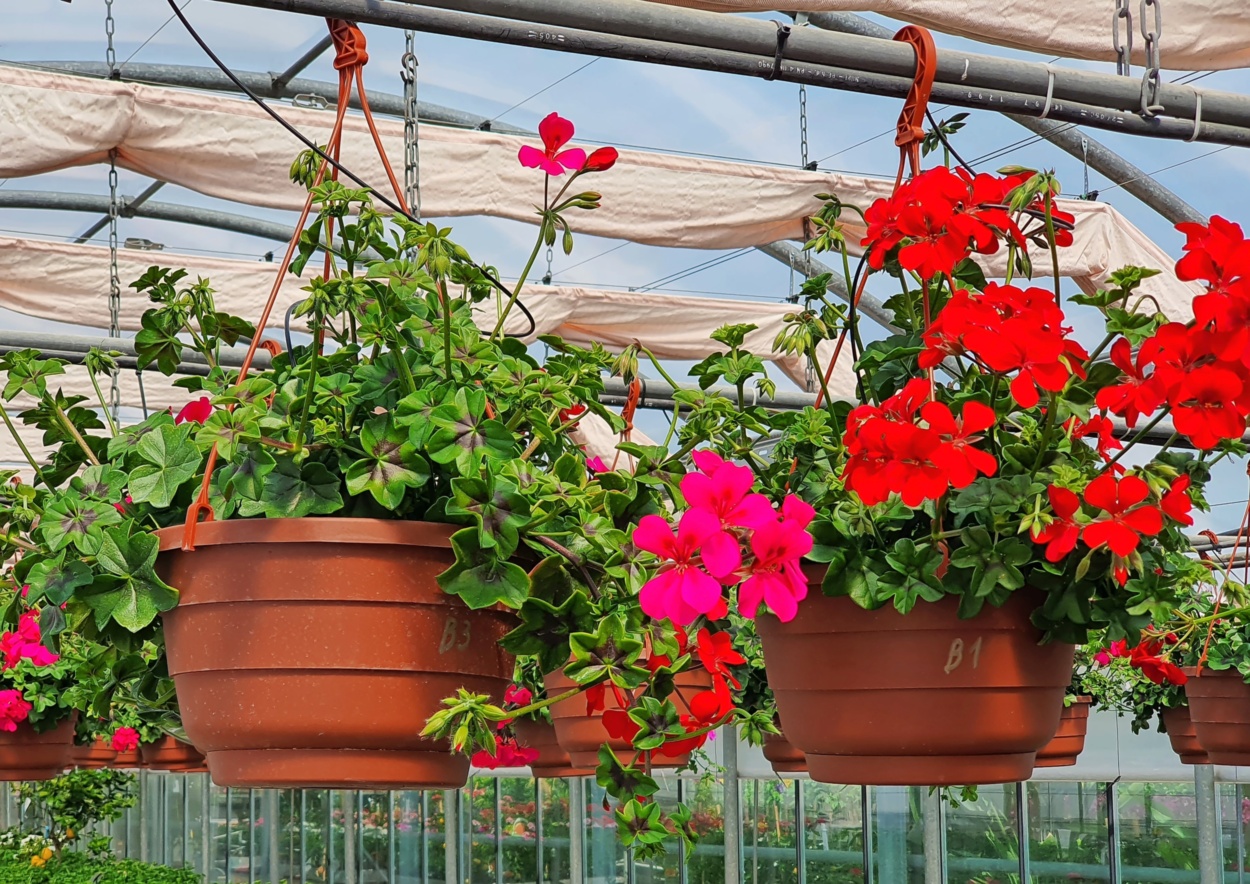 Pelargonije nam krasijo poletje - Primorske novice