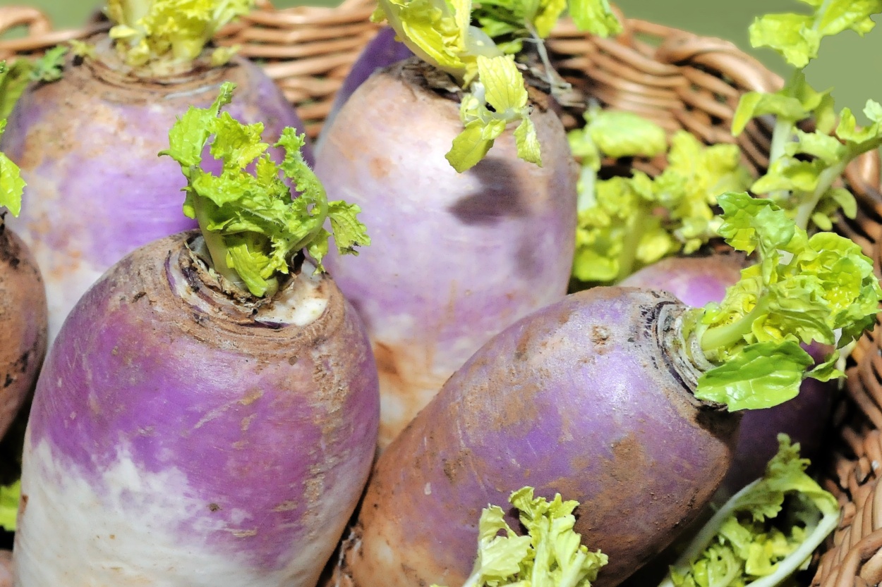 Jesenska superživila lahko naberemo kar na lastnem vrtu - Primorske novice