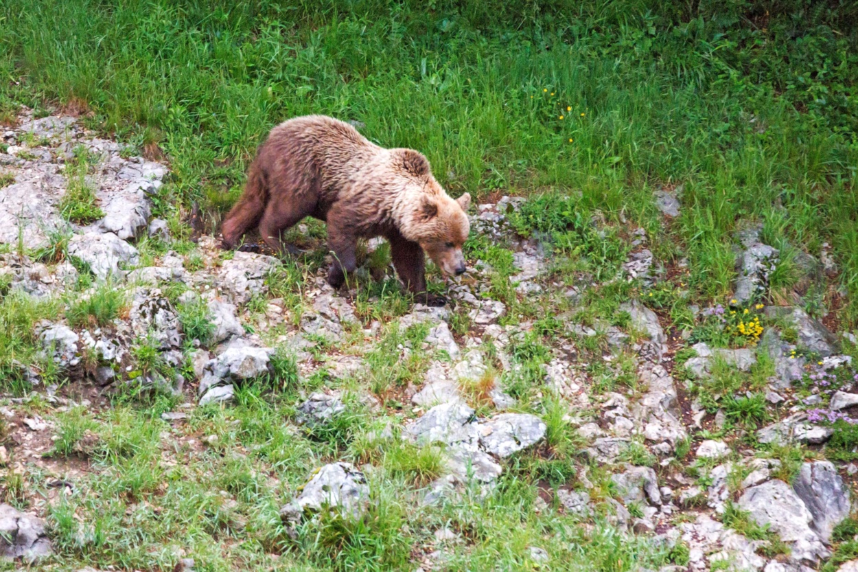 Kako pravilno ravnati, če na sprehodu v gozdu srečamo medveda ...
