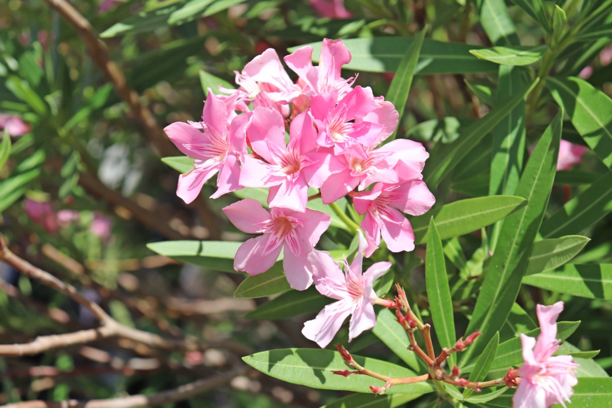 Nekatere okrasne rastline so celo smrtno nevarne - Primorske novice