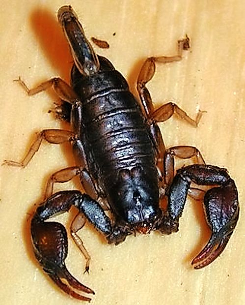 Škorpijon, skrit v letalu, pičil potnico - Primorske Novice